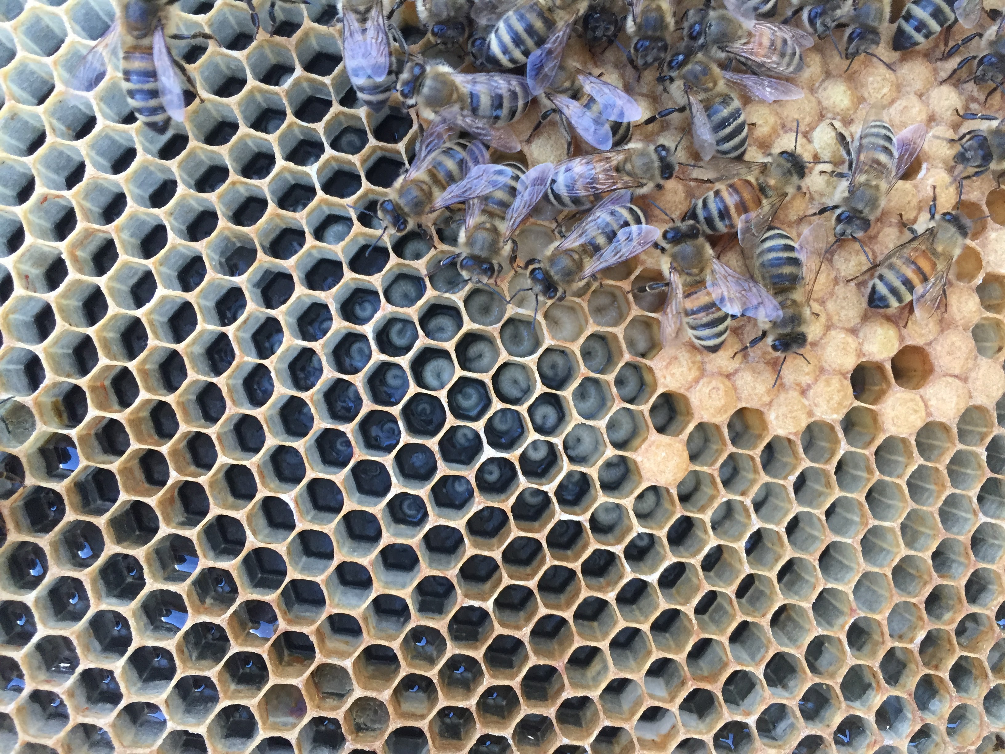 Captive—From Beekeeper's Daughter to Bee-Fevered Woman - Pilgrim Magazine